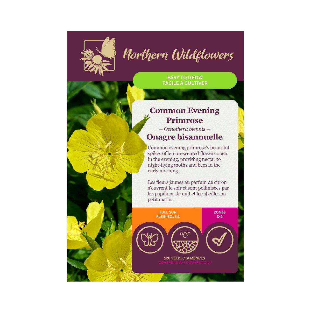 Common Evening Primrose Seeds