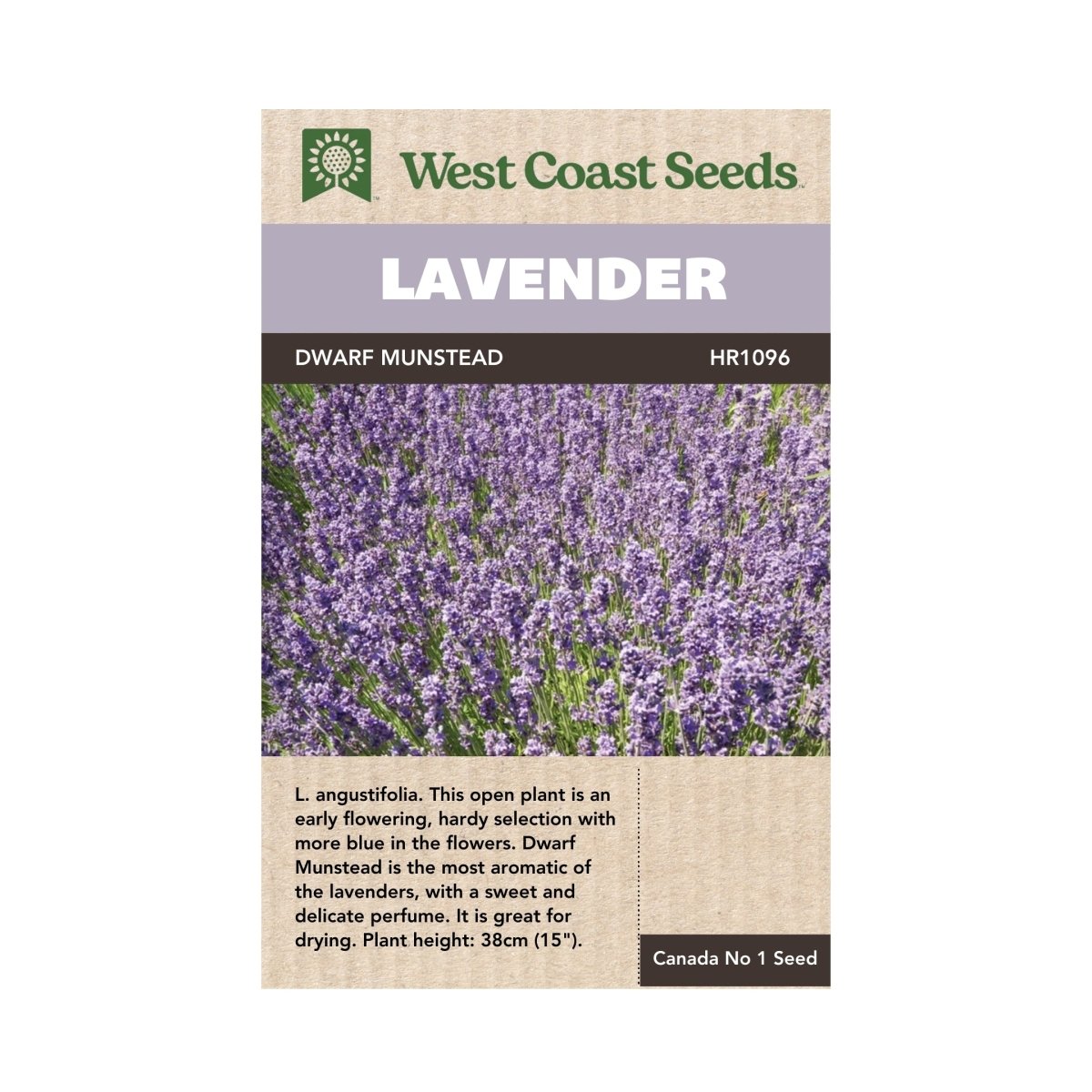 Dwarf Munstead Lavender Seeds
