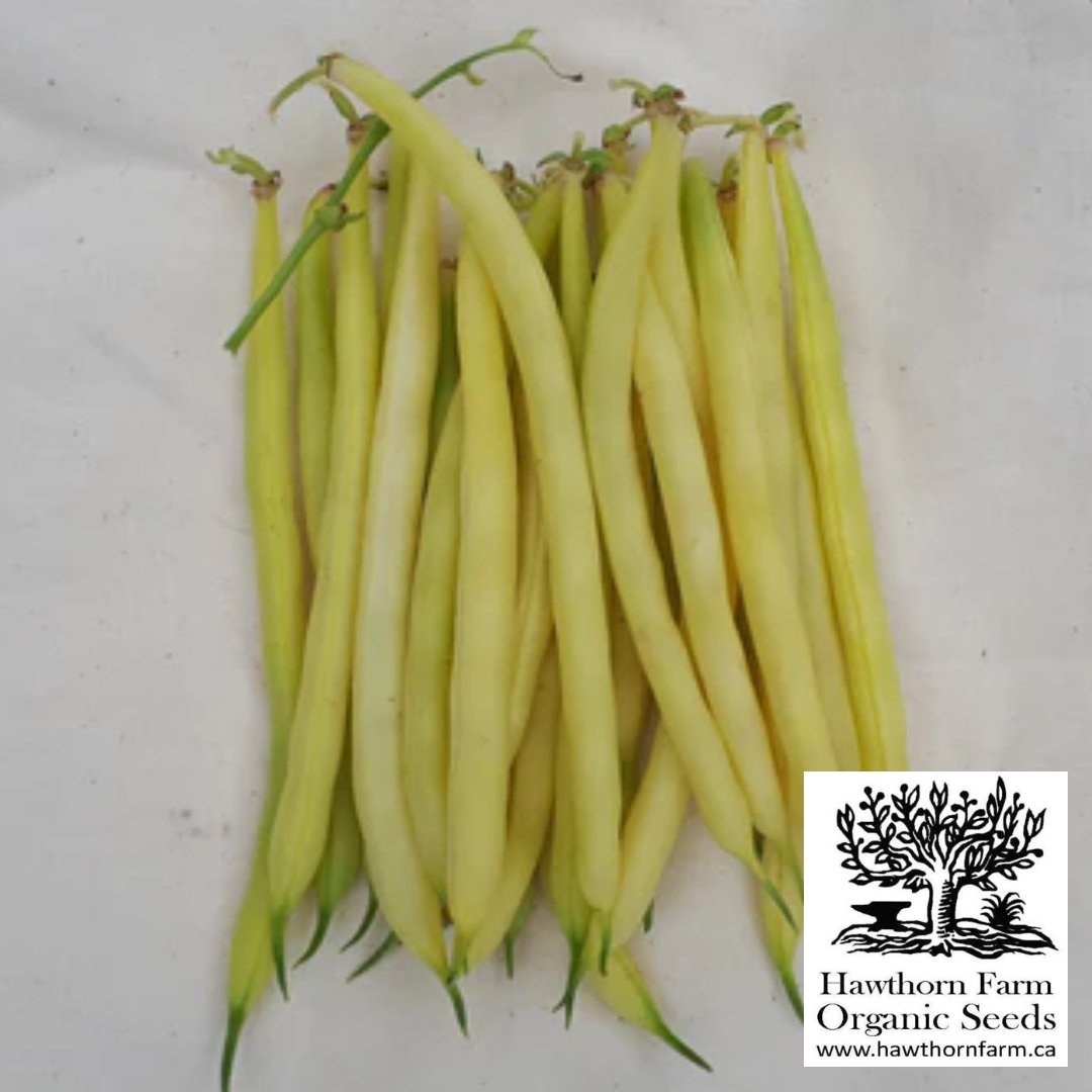 Gold Rush Yellow Wax Bean Seeds