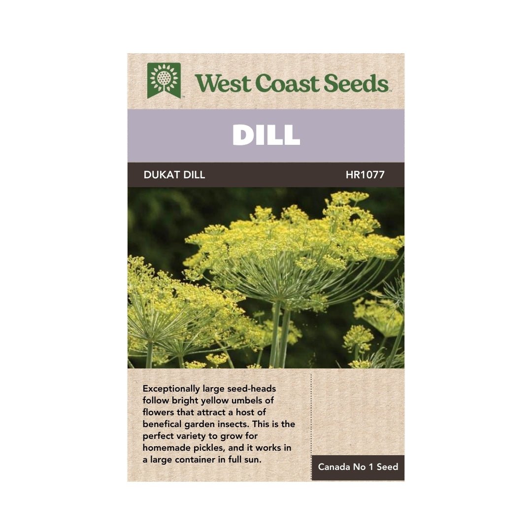 Dukat Dill Seeds