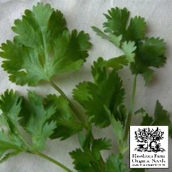 Herbs - Santo Cilantro Seeds - Indoor Farmer