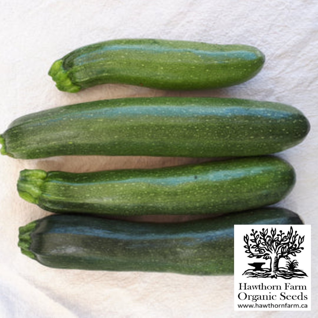 Mutabile Zucchini Seeds